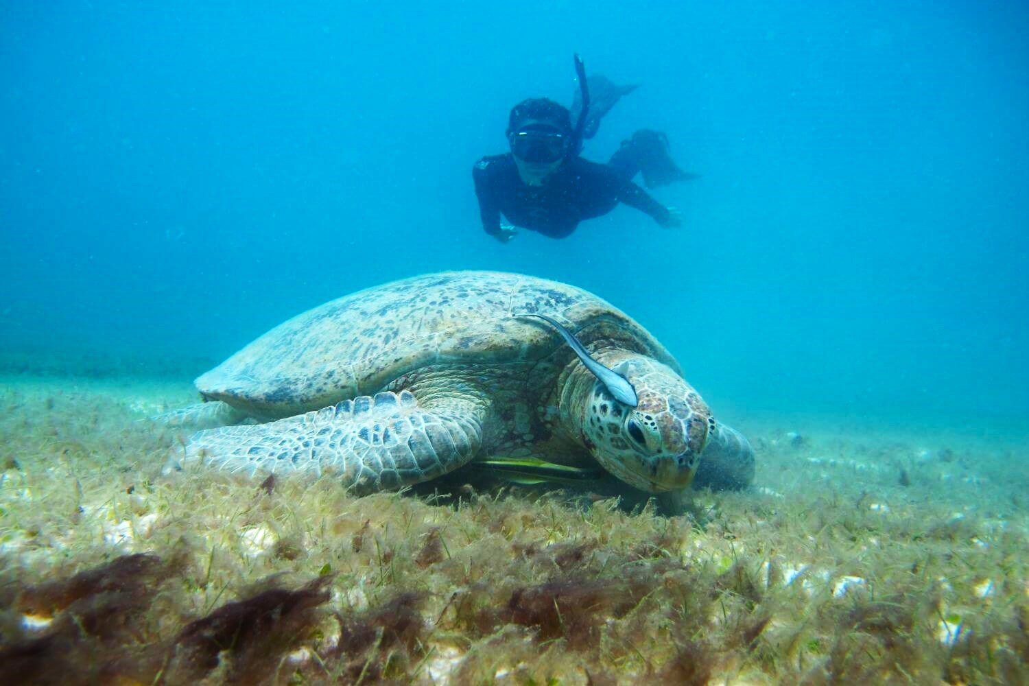 Addressing impacts on nature - Fuze Ecoteer - ANIMONDIAL